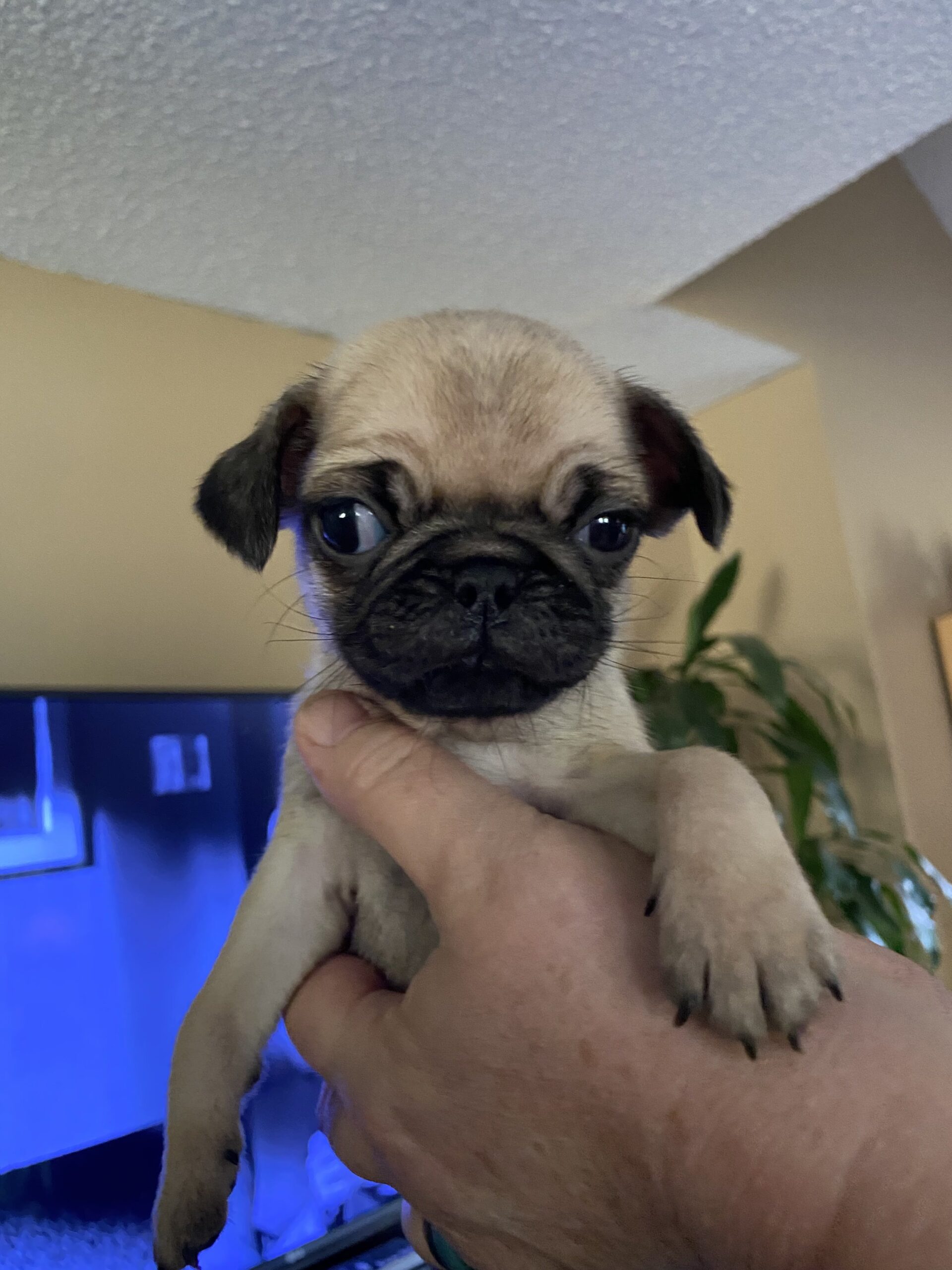New Pugs Are Here!!! - ABC of Pugs