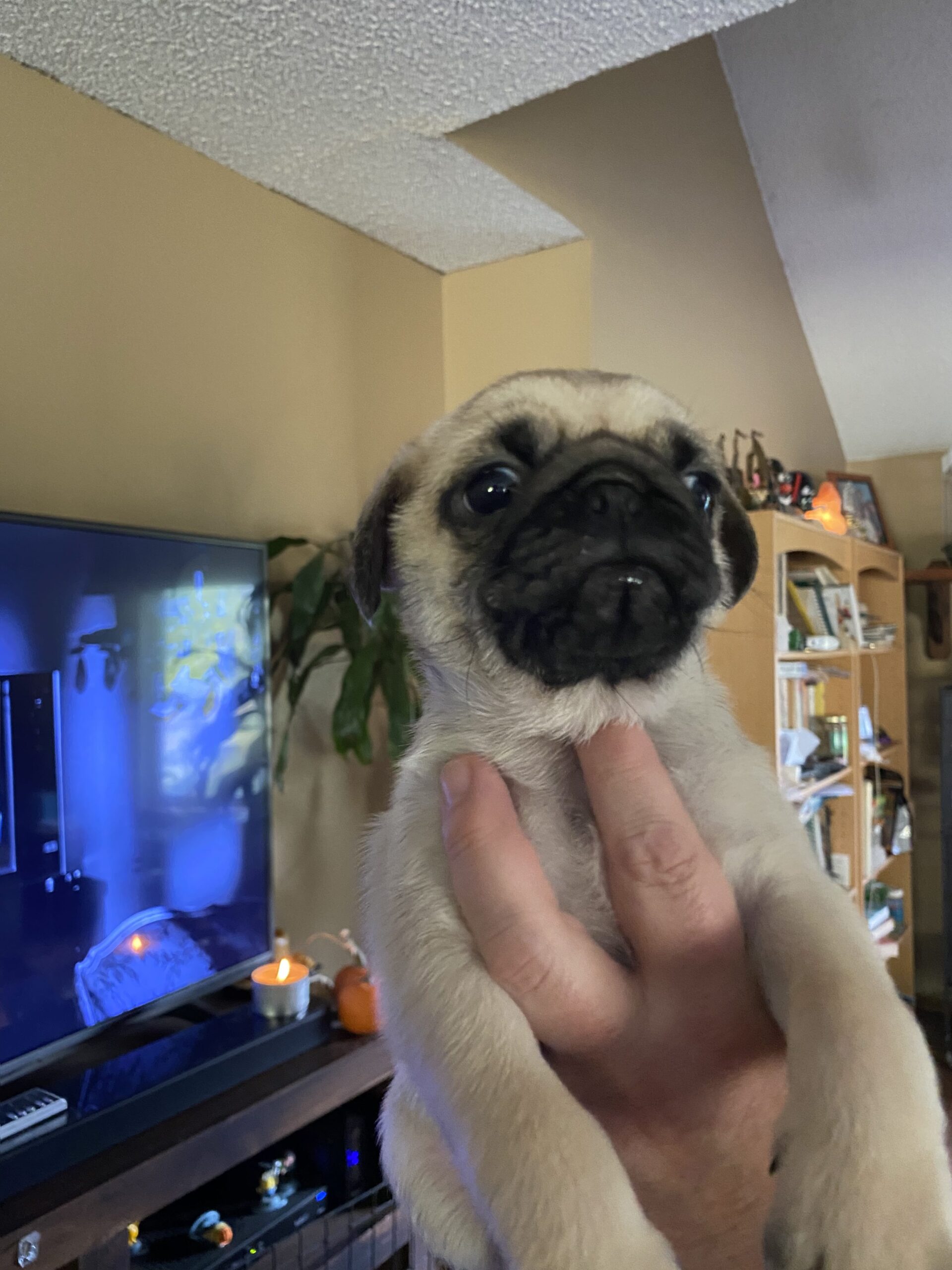 New Pugs Are Here!!! - ABC of Pugs